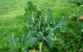 Berza. Tipos, Propiedades y Beneficios de este Superalimento - AEDN