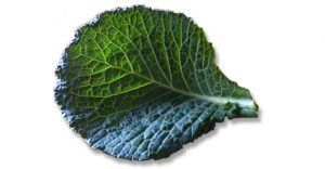 Berza. Tipos, Propiedades y Beneficios de este Superalimento - AEDN