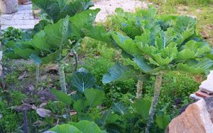 Berza. Tipos, Propiedades y Beneficios de este Superalimento - AEDN